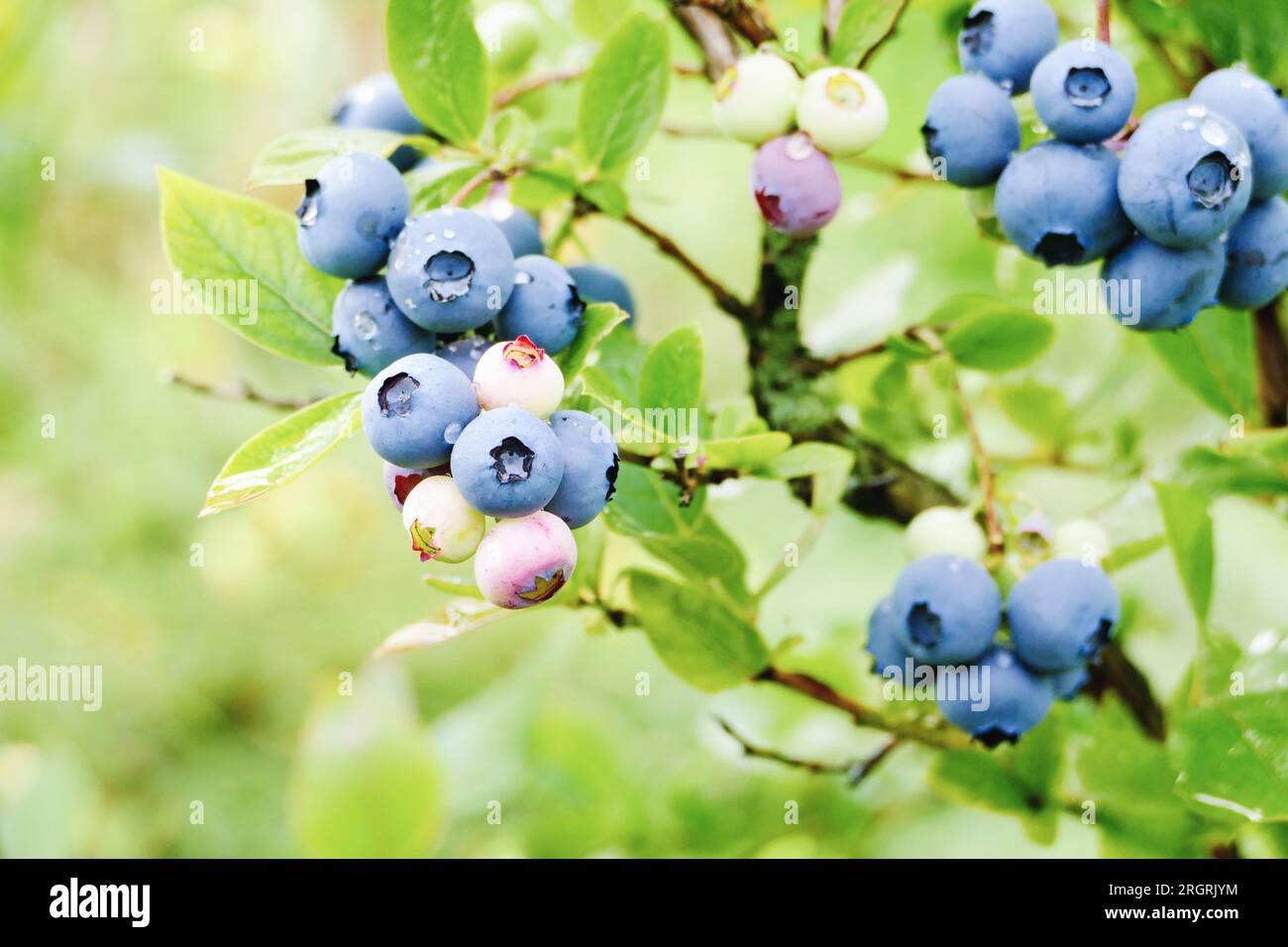 Vaccinium corymbosum blue huckleberry bush ripening berries blueberry ...