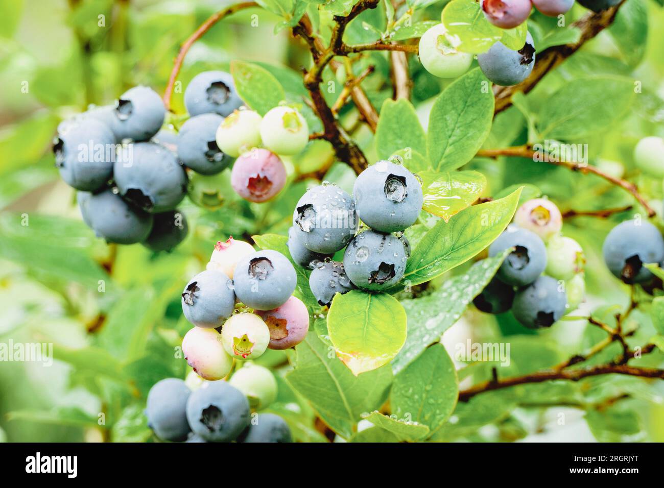 Blueberry plants cultivated in garden Vaccinium angustifolium ripening ...