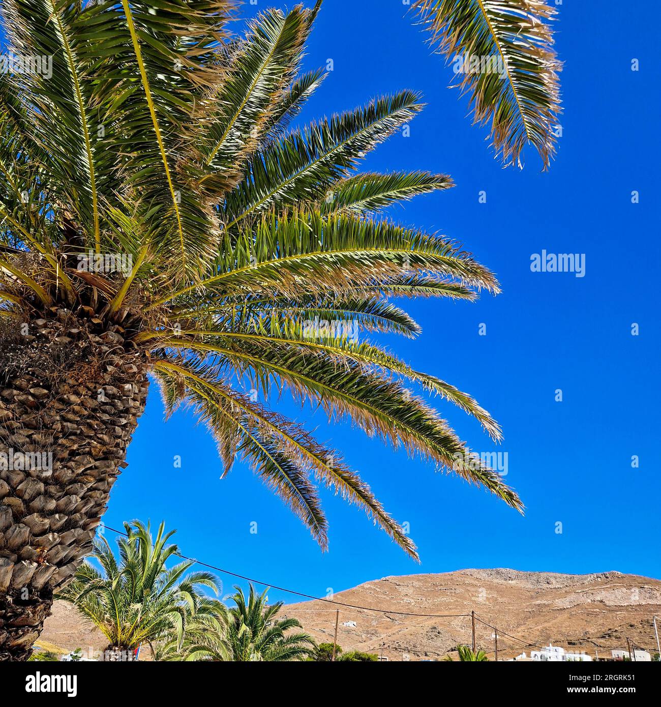 Palm trees, Syros island, Greece, Southern Europe Stock Photo - Alamy