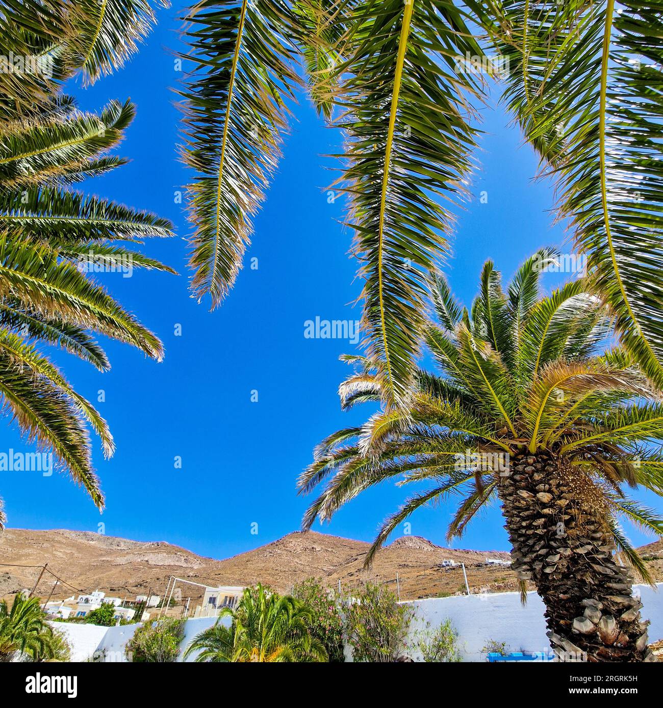 Palm trees, Syros island, Greece, Southern Europe Stock Photo - Alamy