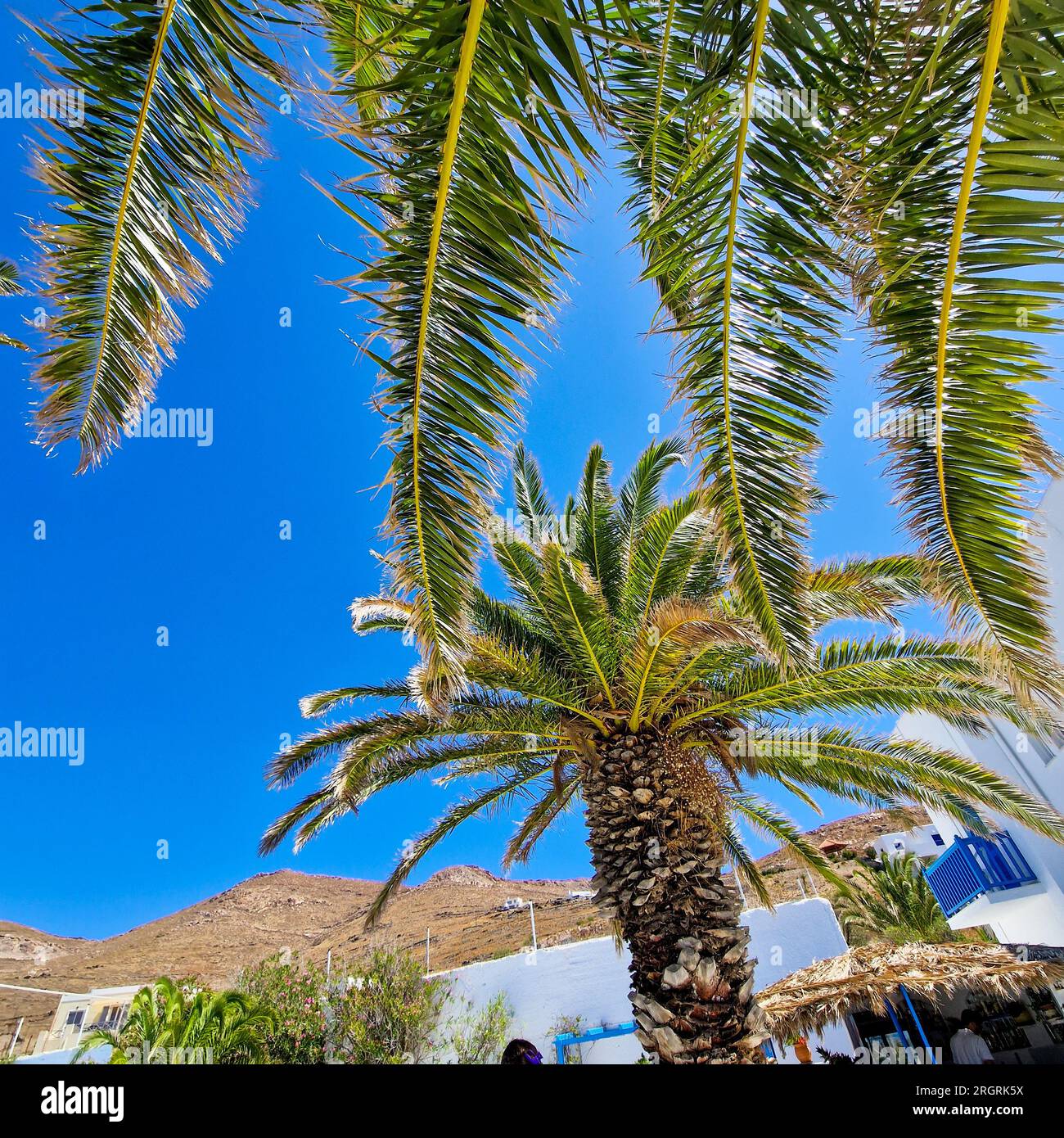 Palm trees, Syros island, Greece, Southern Europe Stock Photo - Alamy