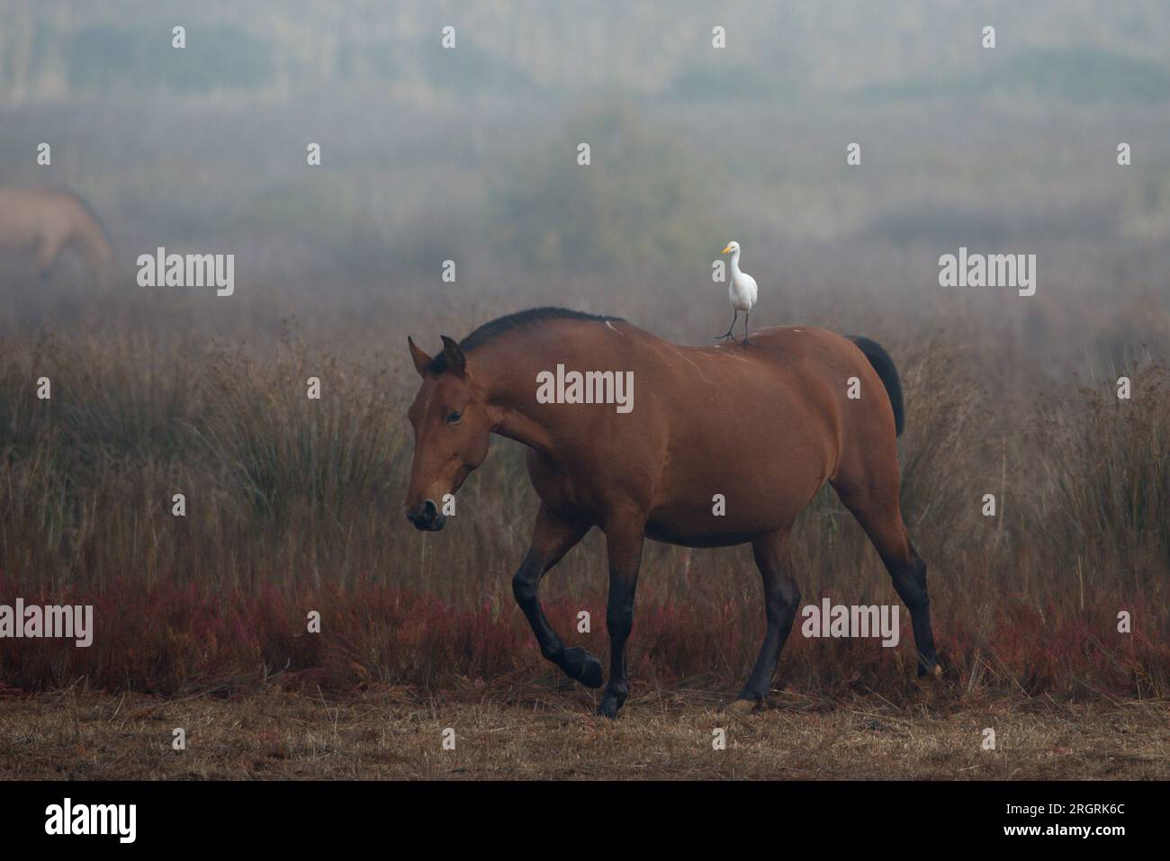 Sobre humedal hi-res stock photography and images - Alamy