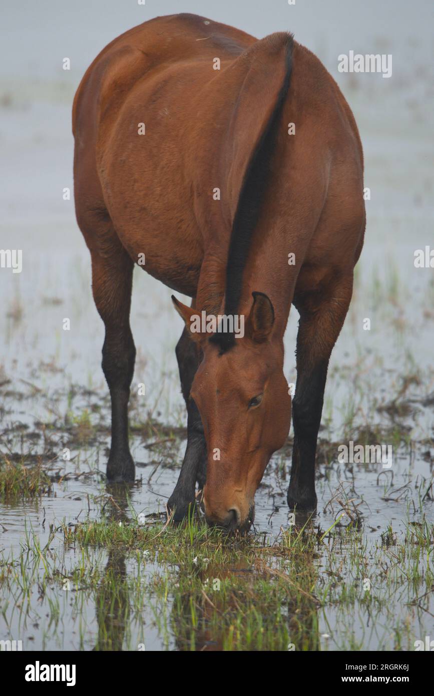 A heron riding on a horse in a marsh .una garza cabalgando sobre un ...