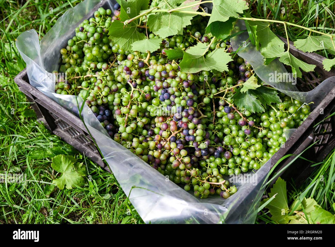 Variety highlights hi-res stock photography and images - Alamy