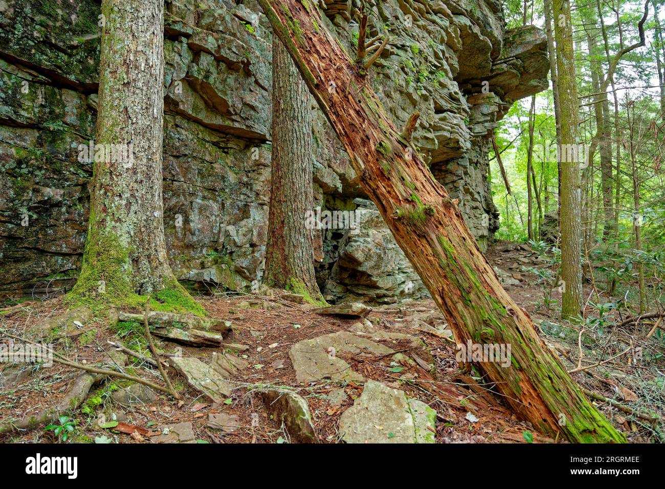 Fallen tree rotting and covered with moss and branches on the rocky ...