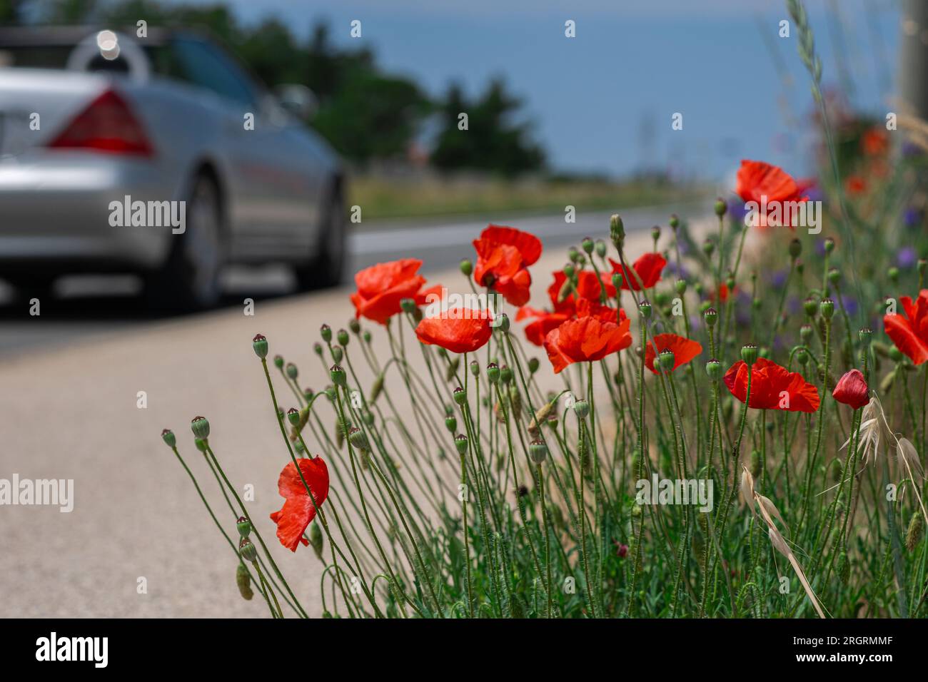 Red wild poppies grow near the freeway. Cars pass by a bush of red ...