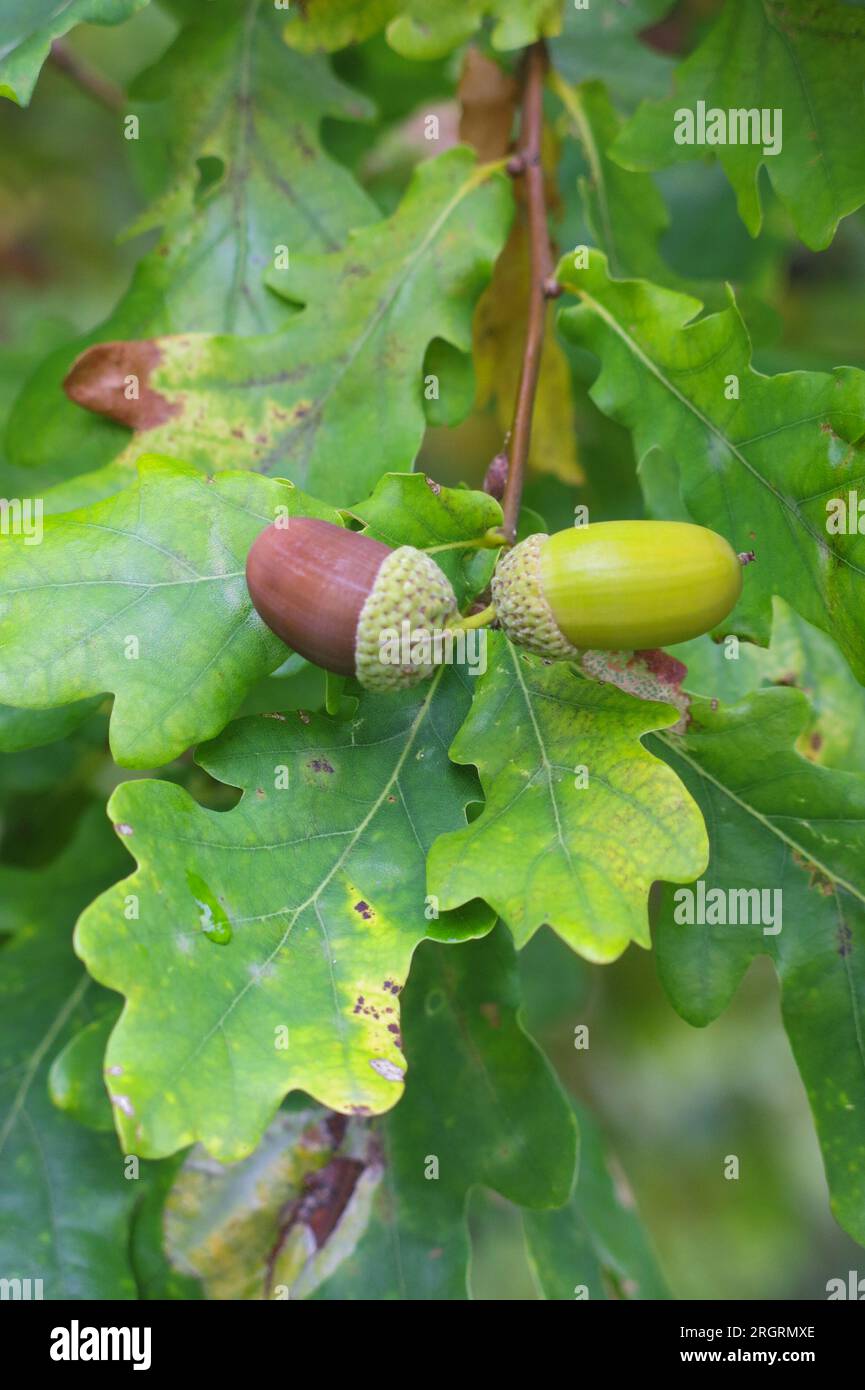 Cup shaped cupule hi-res stock photography and images - Alamy