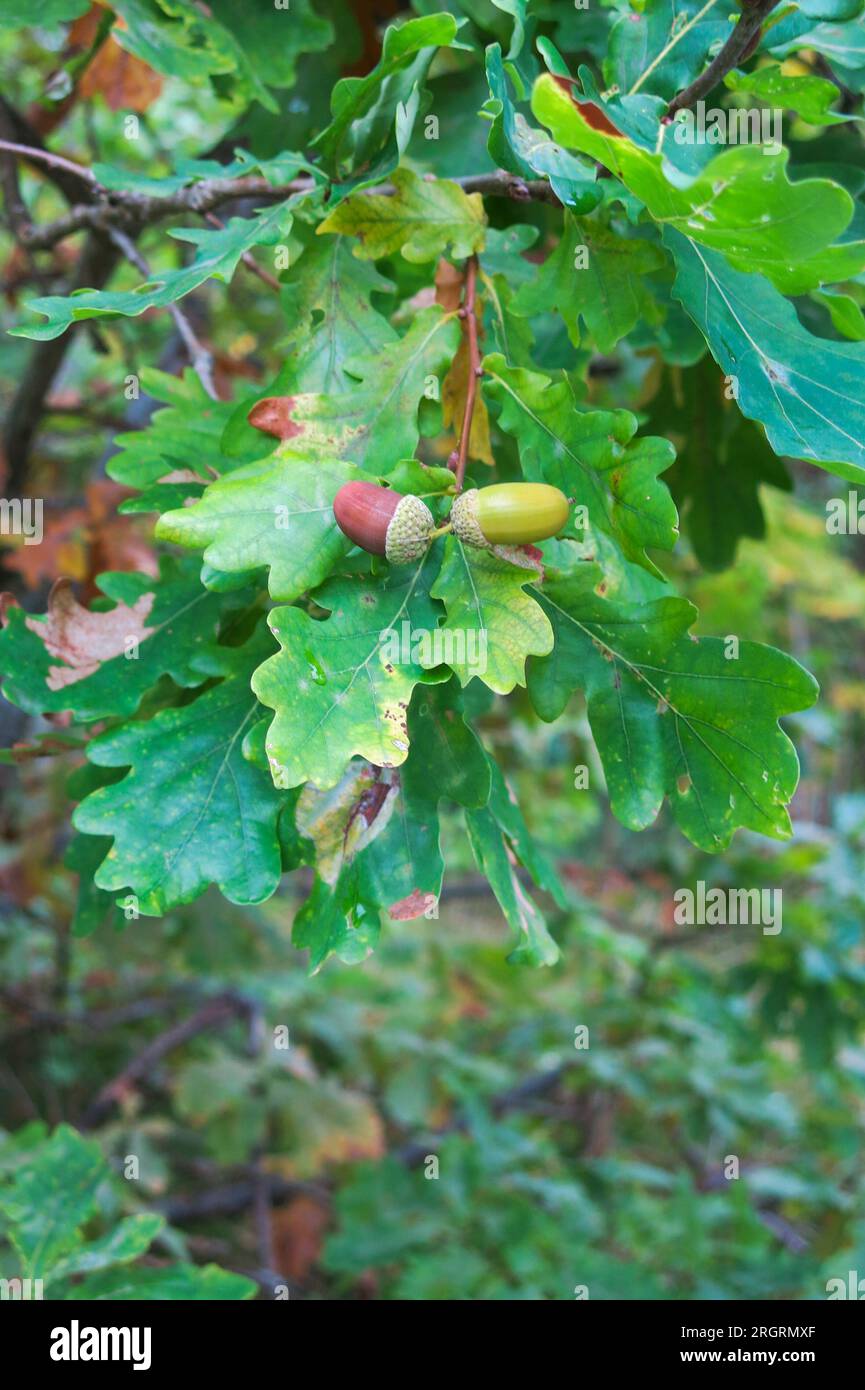 Cup shaped cupule hi-res stock photography and images - Alamy