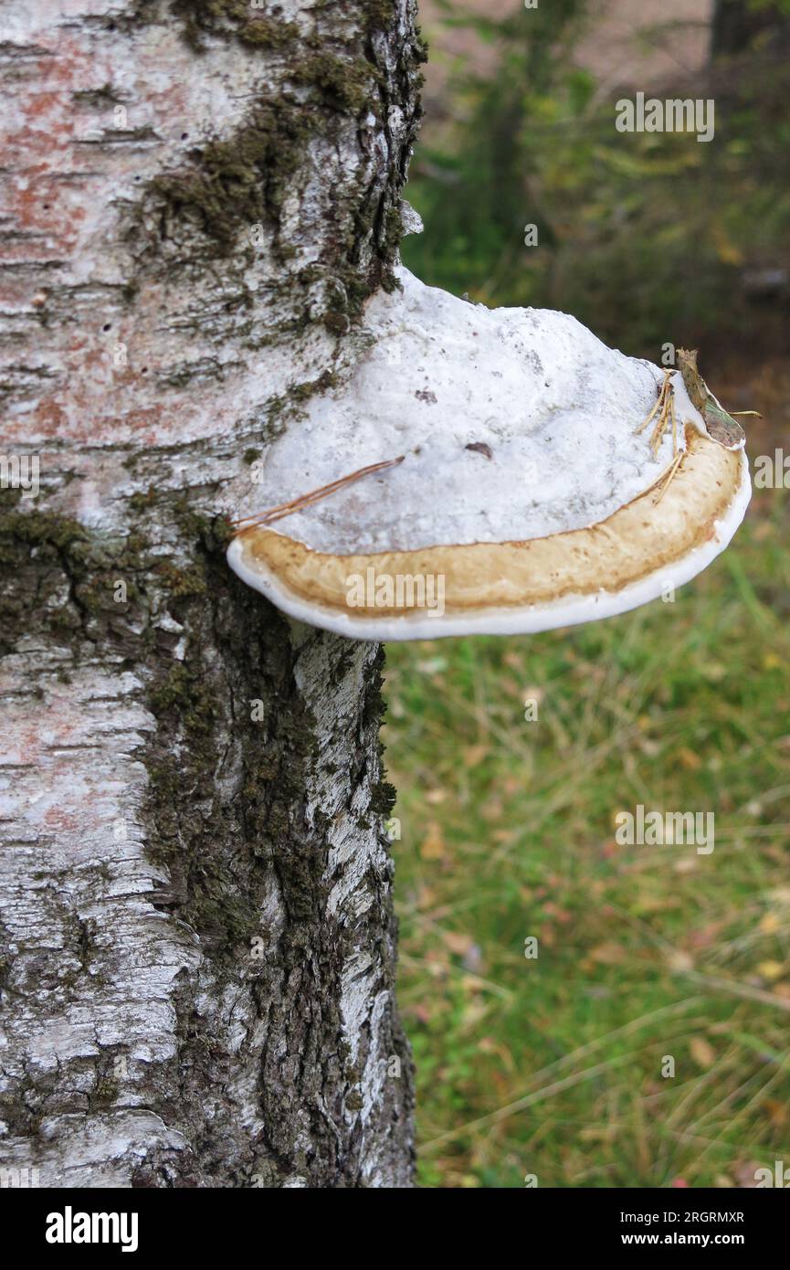 BIRCH POLYPORE Piptoporus Betulinus bracket fungus on birch tree Stock ...