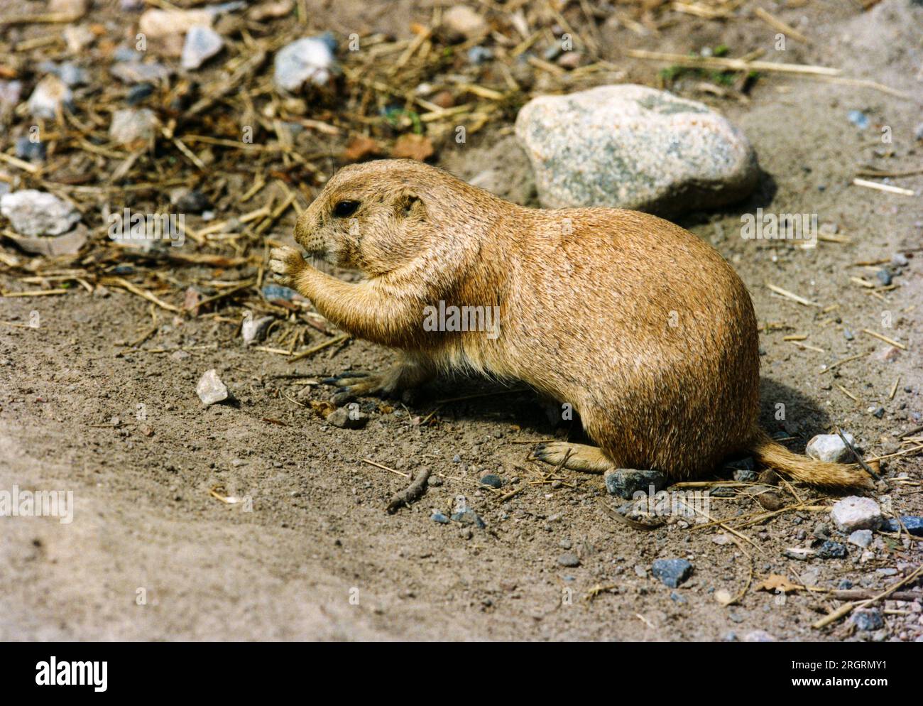 Prairie Dog Cynomus Stock Photo - Alamy