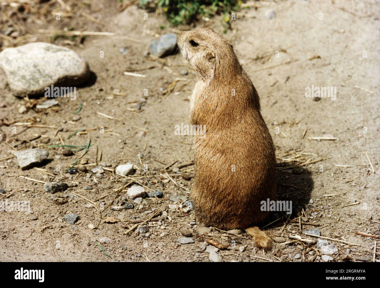 Wildlife wild dogs hi-res stock photography and images - Alamy