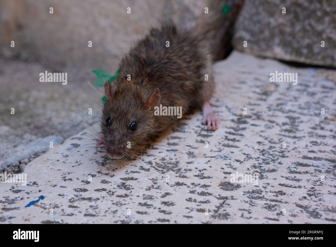 A gray old mouse sits on a stone floor. A rodent lurked on a rock on a ...