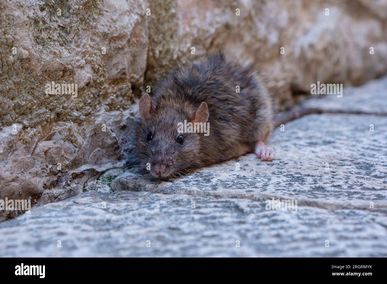 A gray old mouse sits on a stone floor. A rodent lurked on a rock on a ...