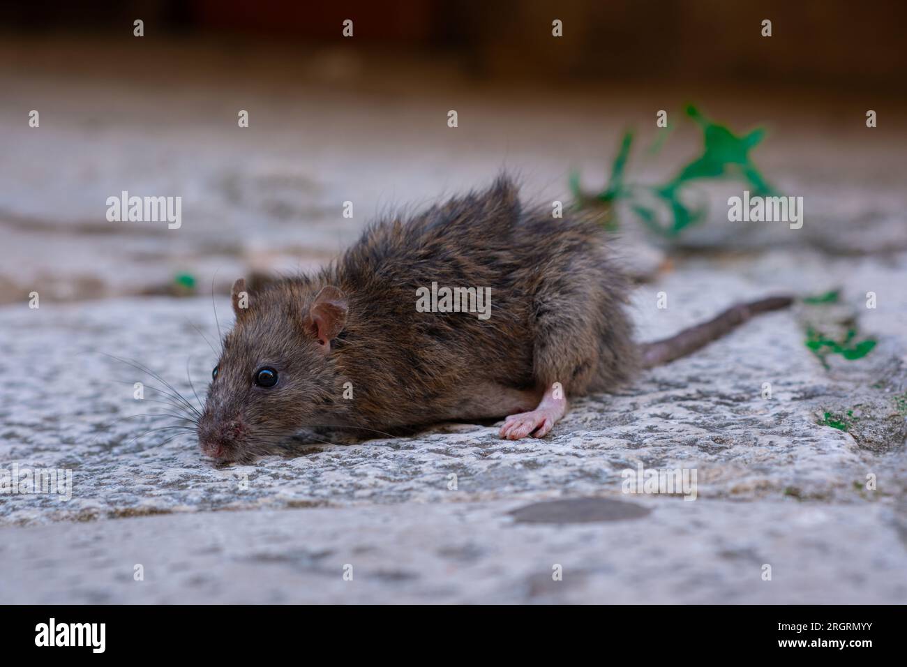 A gray old mouse sits on a stone floor. A rodent lurked on a rock on a ...