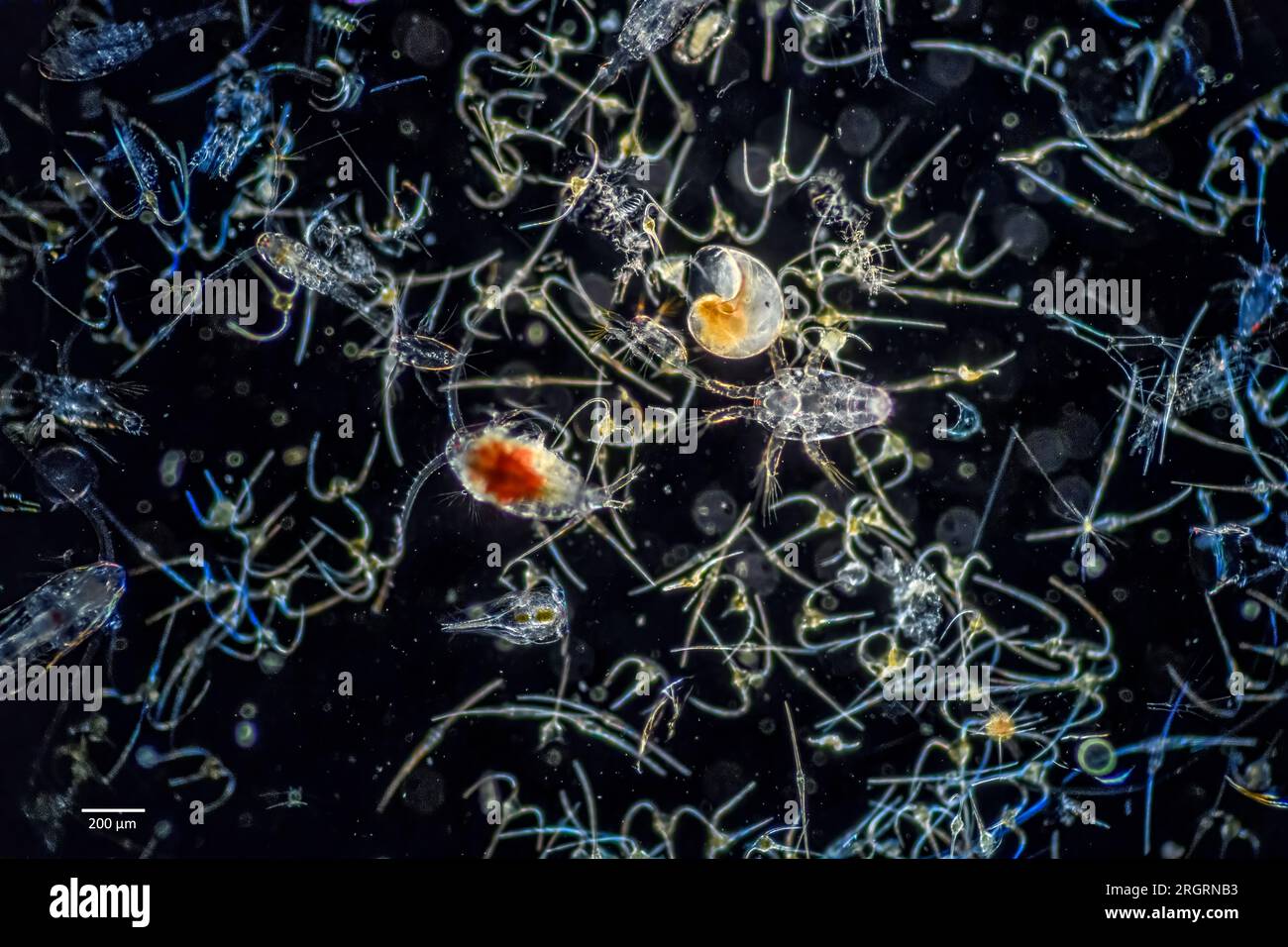 Marine plankton sample from surface water of south-western Norway in ...