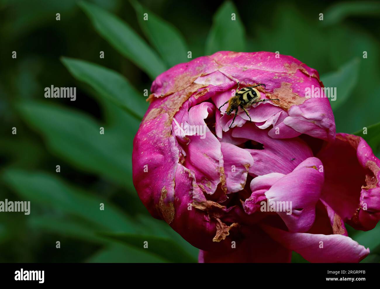 Black spotted bee beetle on a peony flower Stock Photo - Alamy