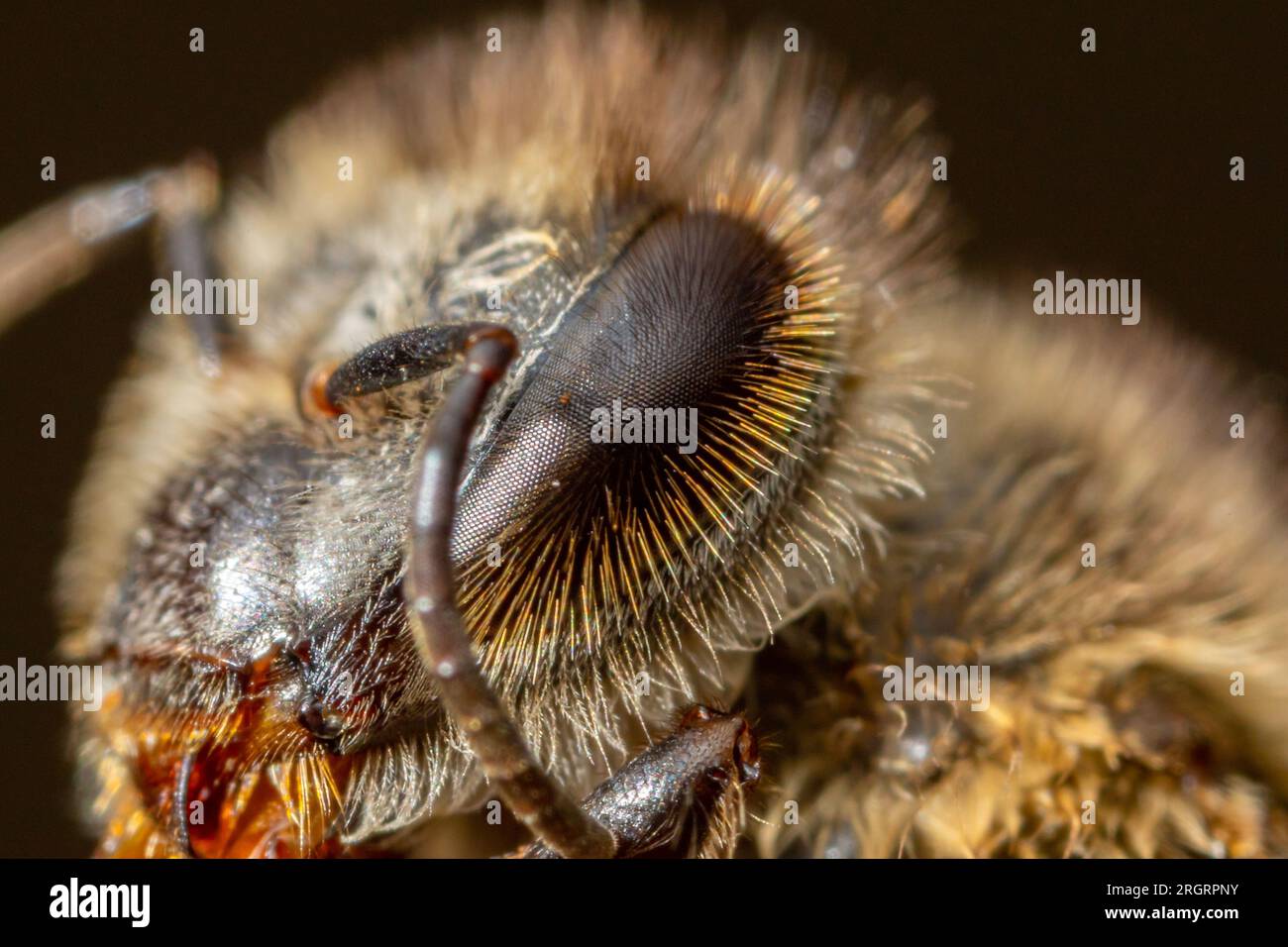 Beauty in the details of the eye hi-res stock photography and images ...