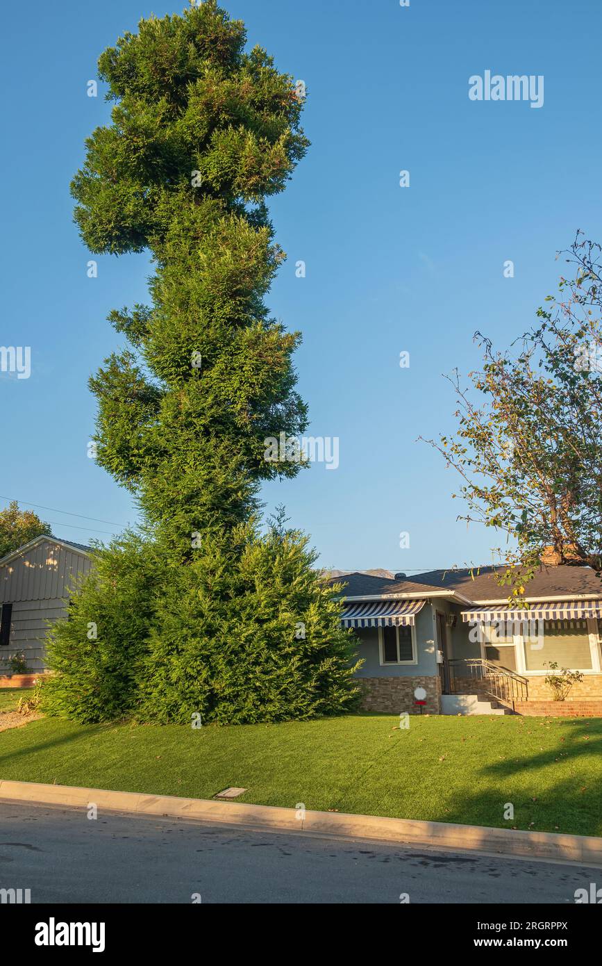 Manicured tree in the neighborhood Monrovia California Stock Photo - Alamy