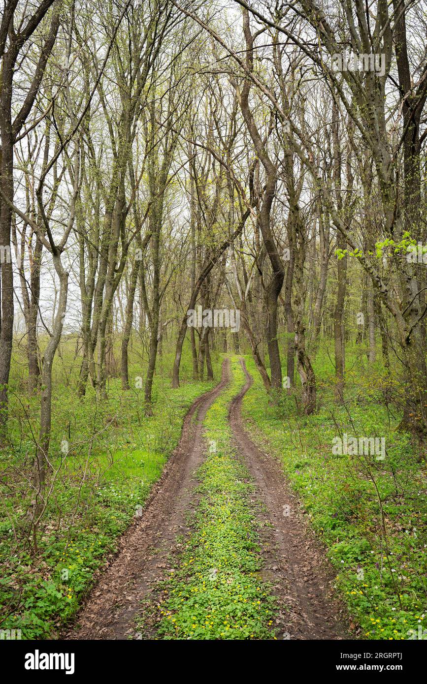 Rural path through the forest. Walk through the forest, breathe, forest ...