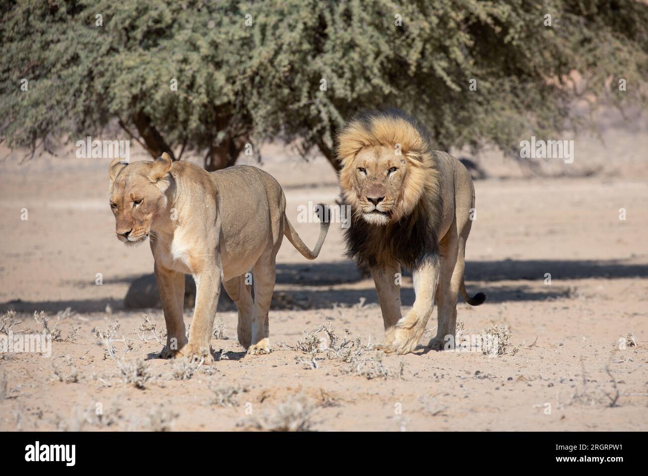 lions in the kgalagadi transfrontier park, south africa Stock Photo - Alamy