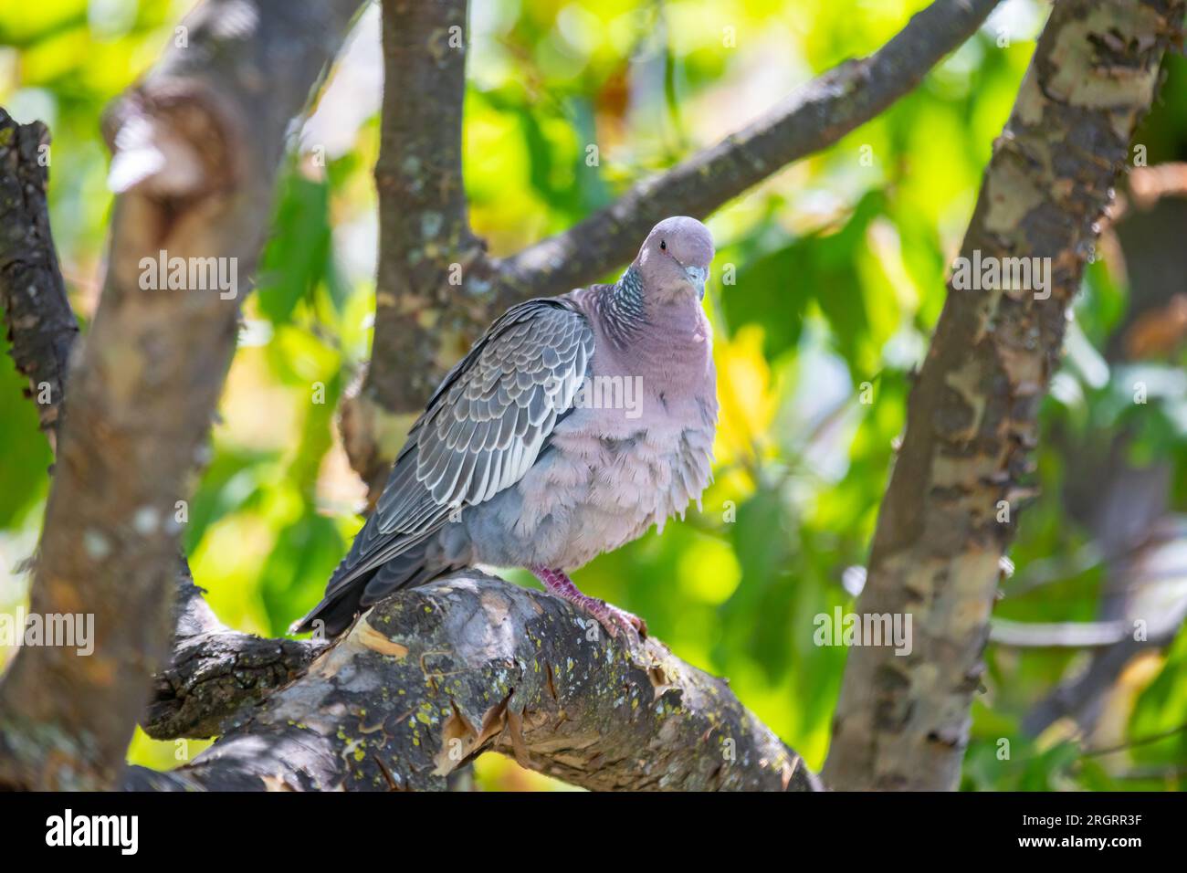 Pomba dove hi-res stock photography and images - Alamy