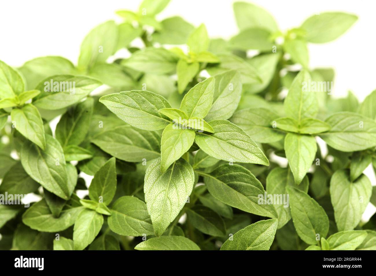 Greek basil, Ocimum basilicum var. minimum, isolated on white ...