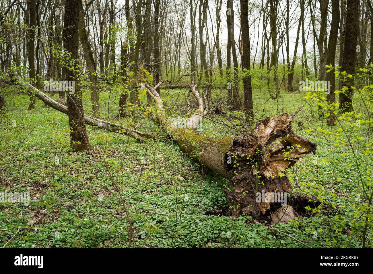 Storm damage. Fallen tree in the forest after a storm Stock Photo - Alamy