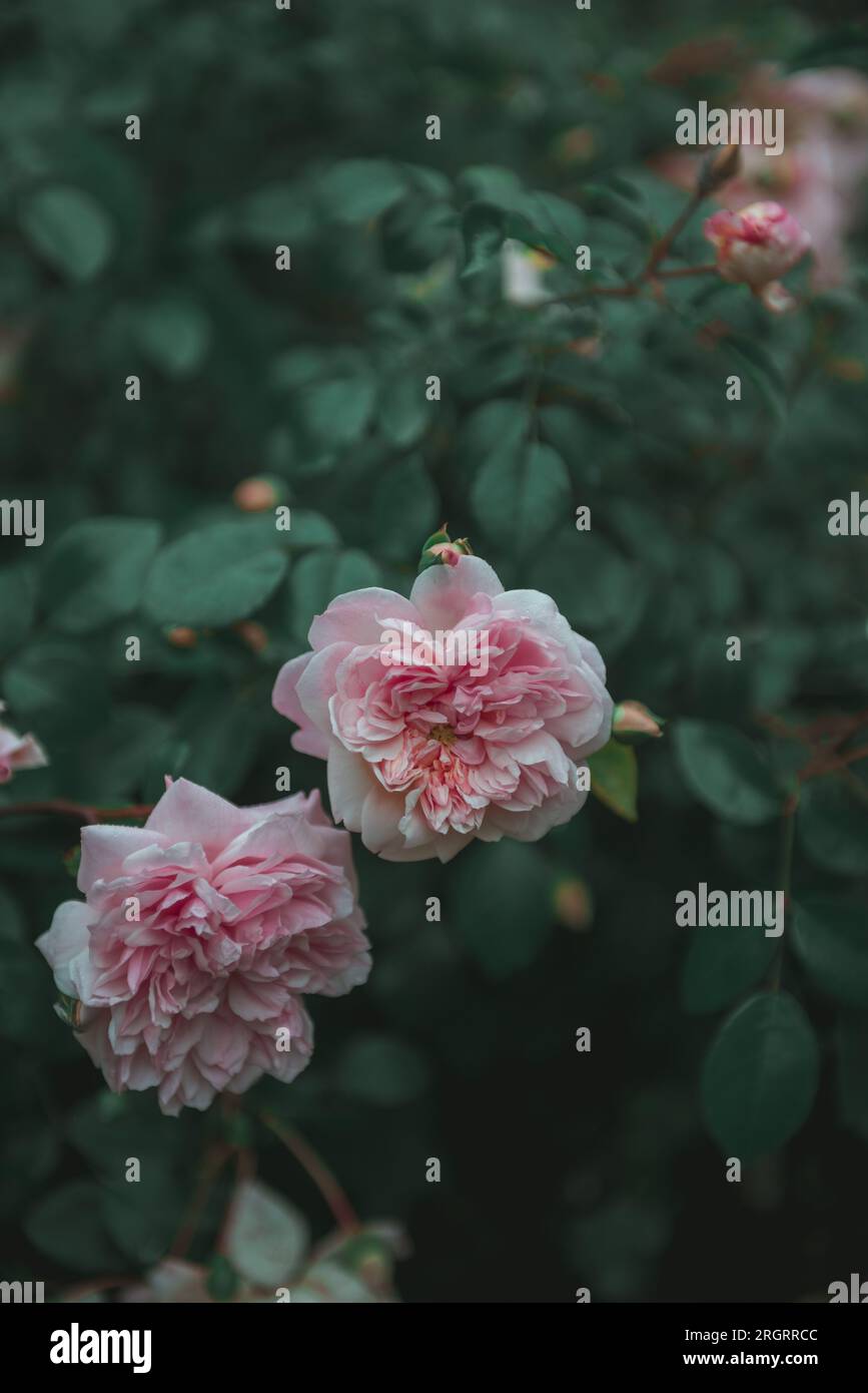 Light pink garden rose with green background Stock Photo - Alamy