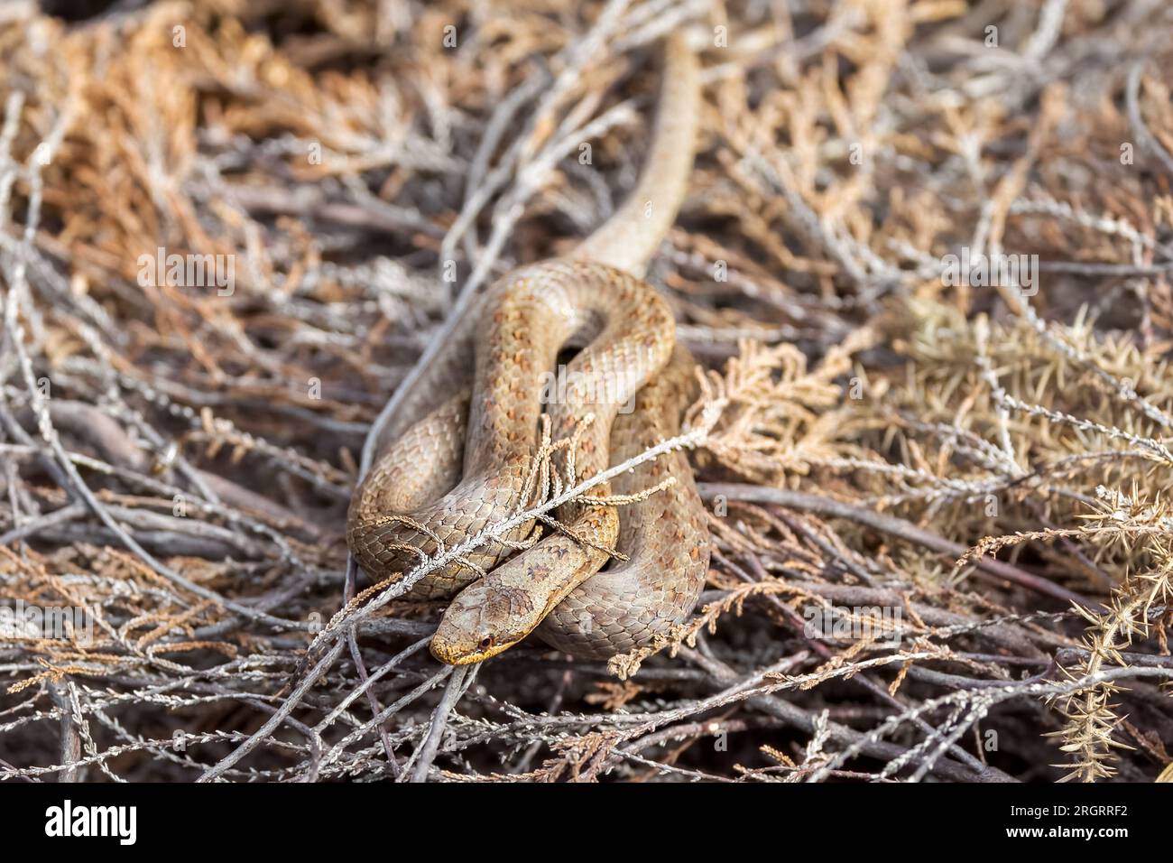 Rare, Smooth Snake, RSPB Arne Nature Reserve, Arne, Dorset, UK ...