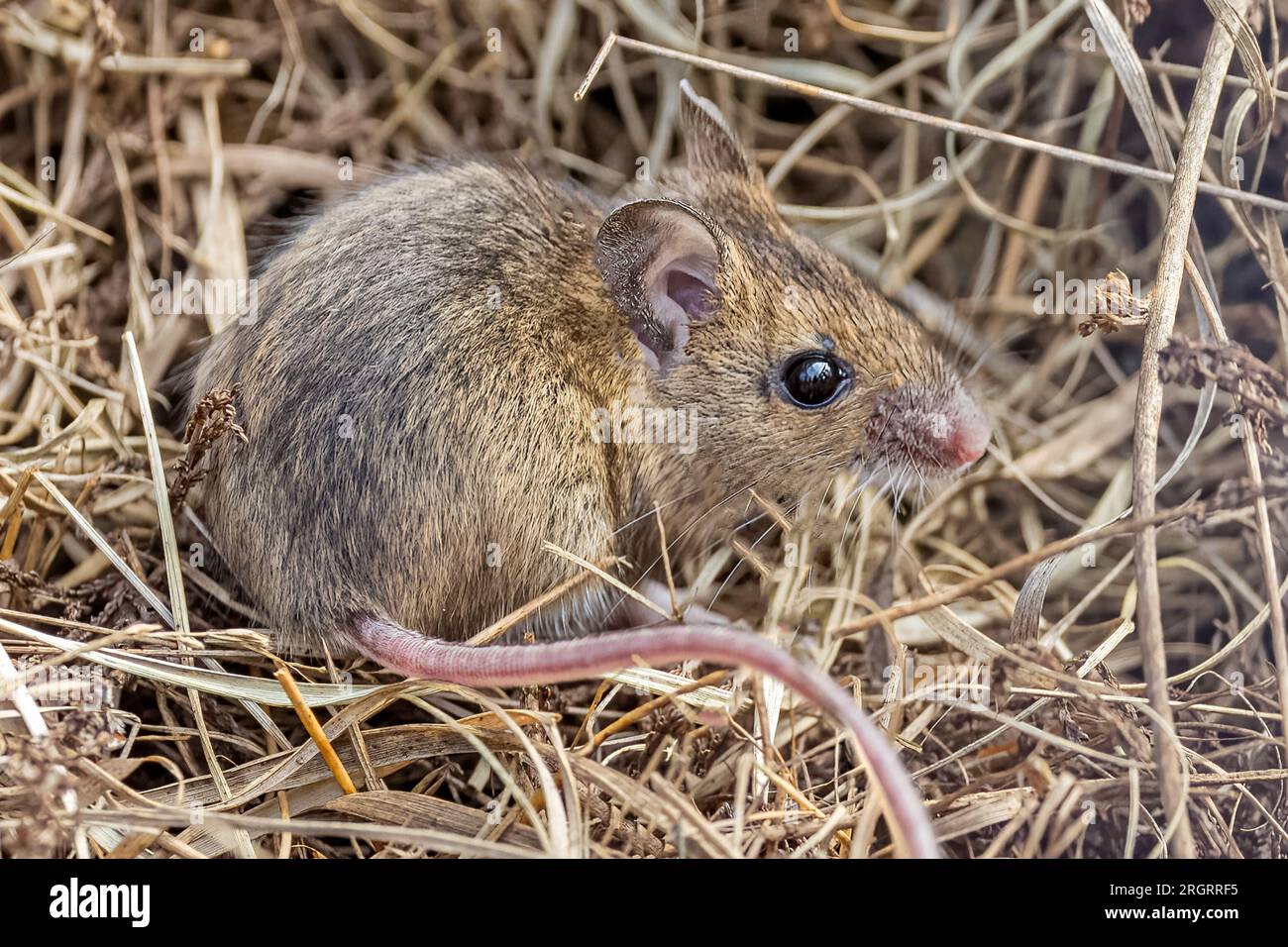 Murid rodent hi-res stock photography and images - Alamy