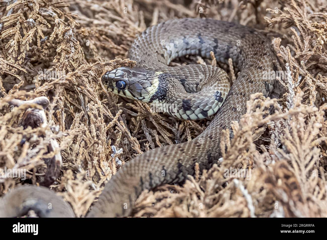 Grass Snake, RSPB Arne Nature Reserve, Arne, Dorset, UK. Protected ...