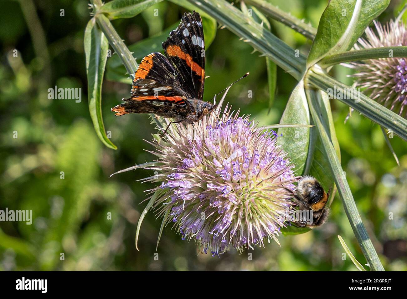 Common Teasel, red admiral butterfly (upperwing) & buff-tailed bumble ...