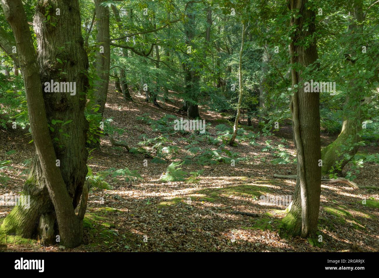 Woods, RSPB Arne Nature Reserve, Arne, Dorset, UK Stock Photo - Alamy