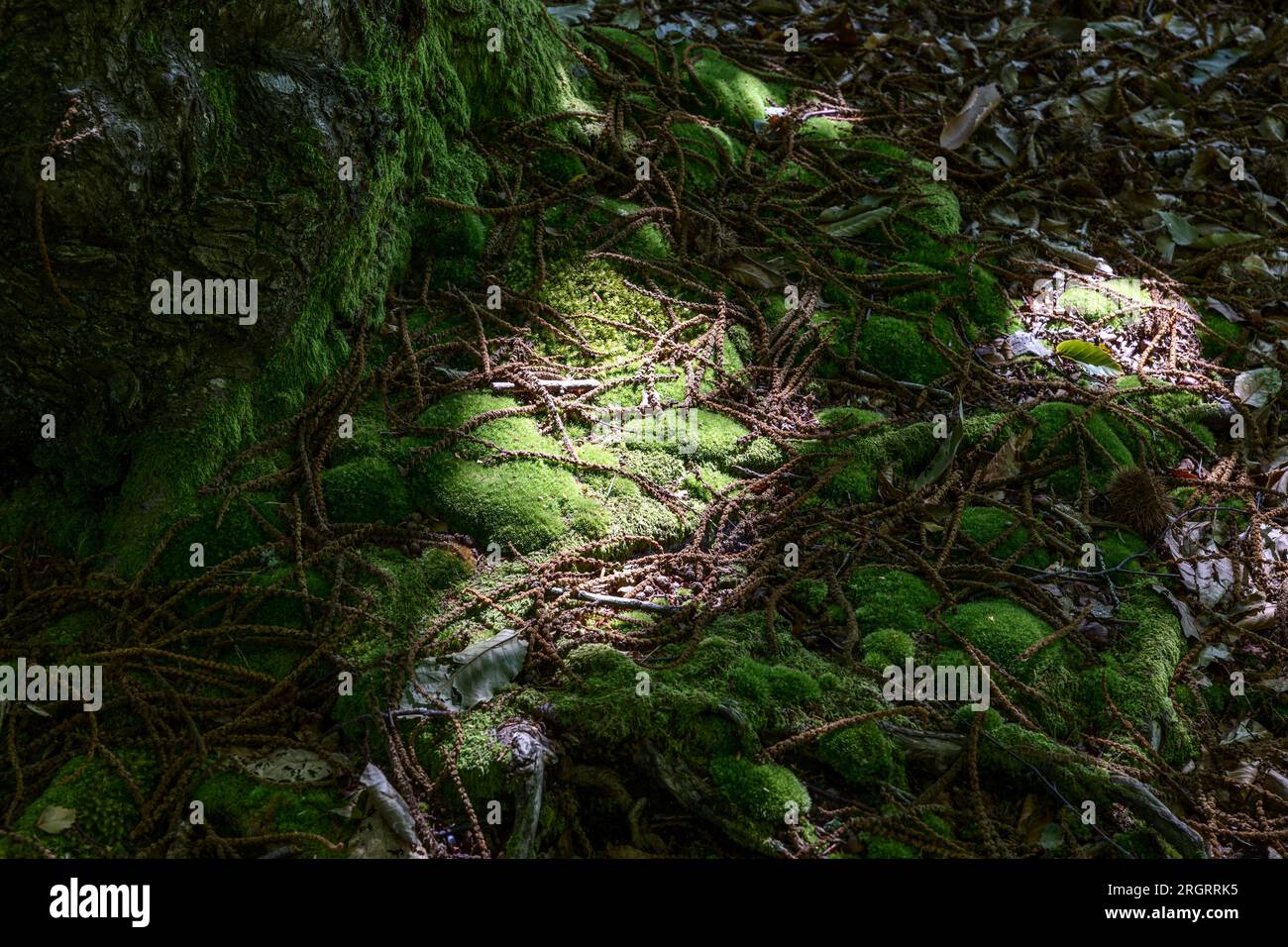 Sweet chestnut "pods" and moss Stock Photo - Alamy