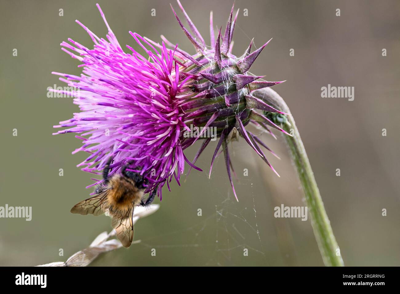 Common Carder bee feeding on musk thistle, RSPB Arne Nature Reserve ...