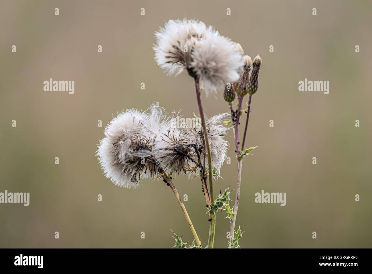 Seed-head, Musk thistle, RSPB Arne Nature Reserve, Arne, Dorset, UK ...