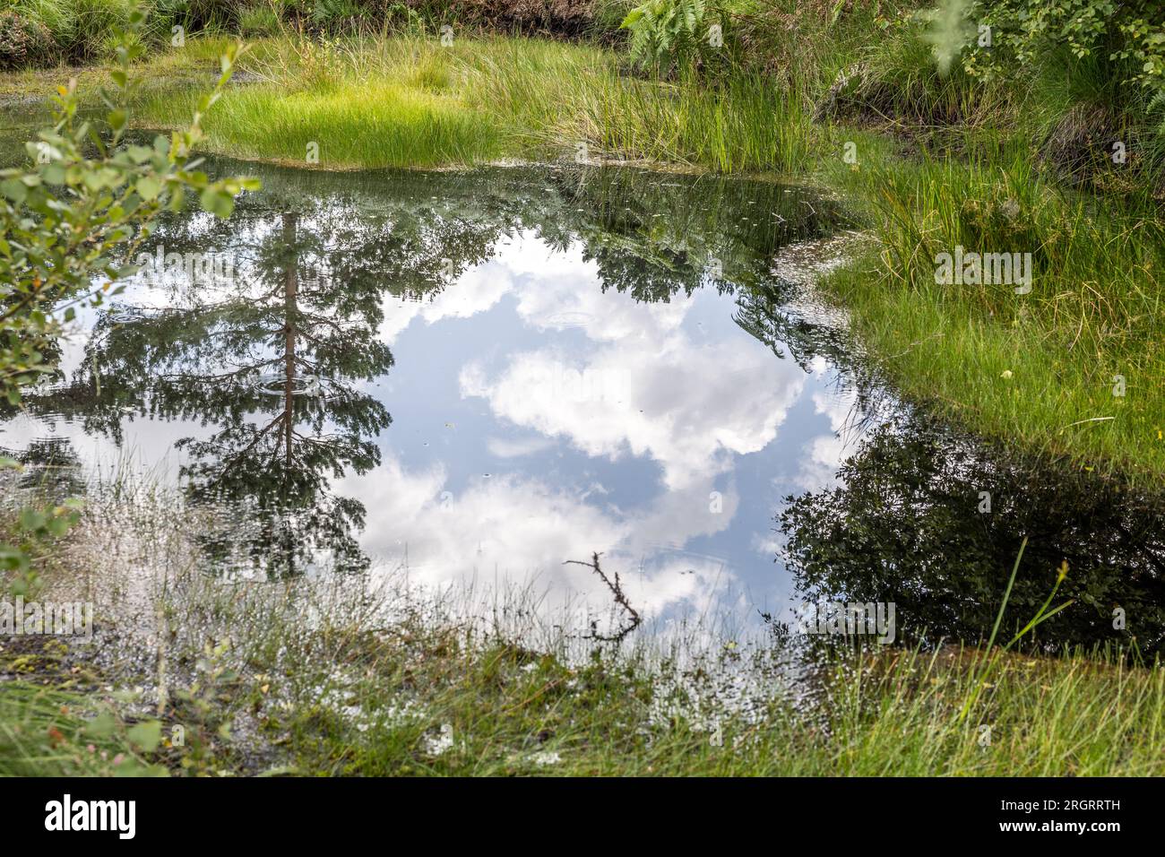 Pond, RSPB Arne Nature Reserve, Arne, Dorset, UK Stock Photo - Alamy