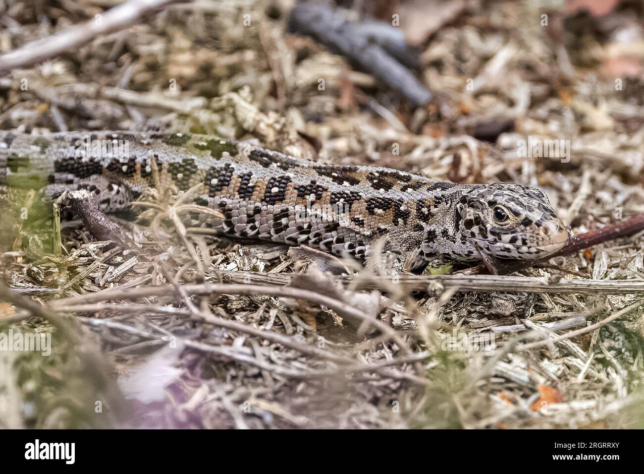 Female Sand lizard, RSPB Arne Nature Reserve, Arne, Dorset, UK Stock ...