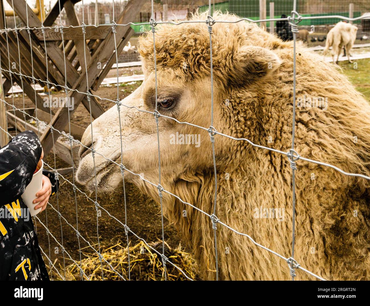 The camel stands in the barnyard Stock Photo - Alamy