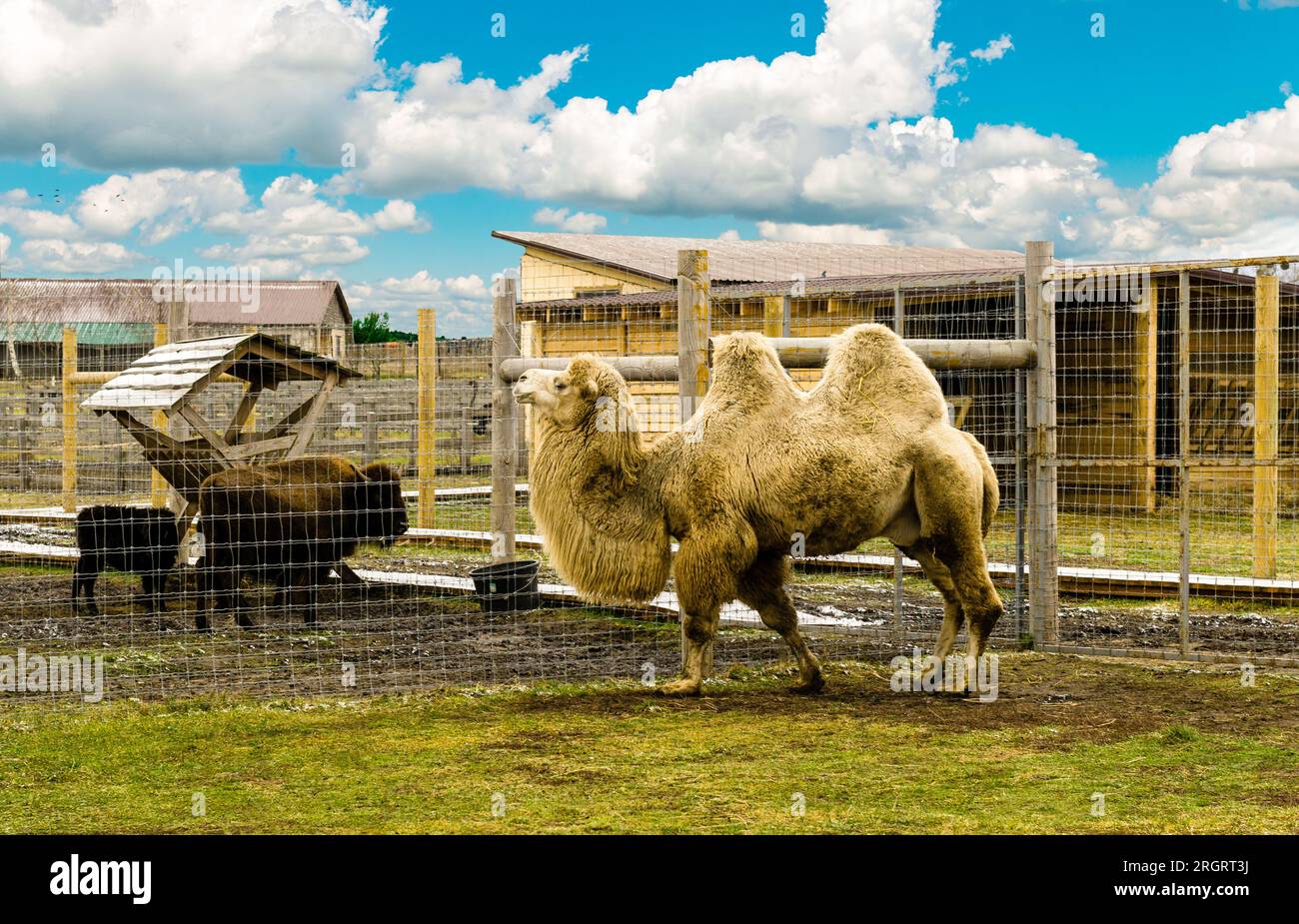 The camel stands in the barnyard Stock Photo - Alamy