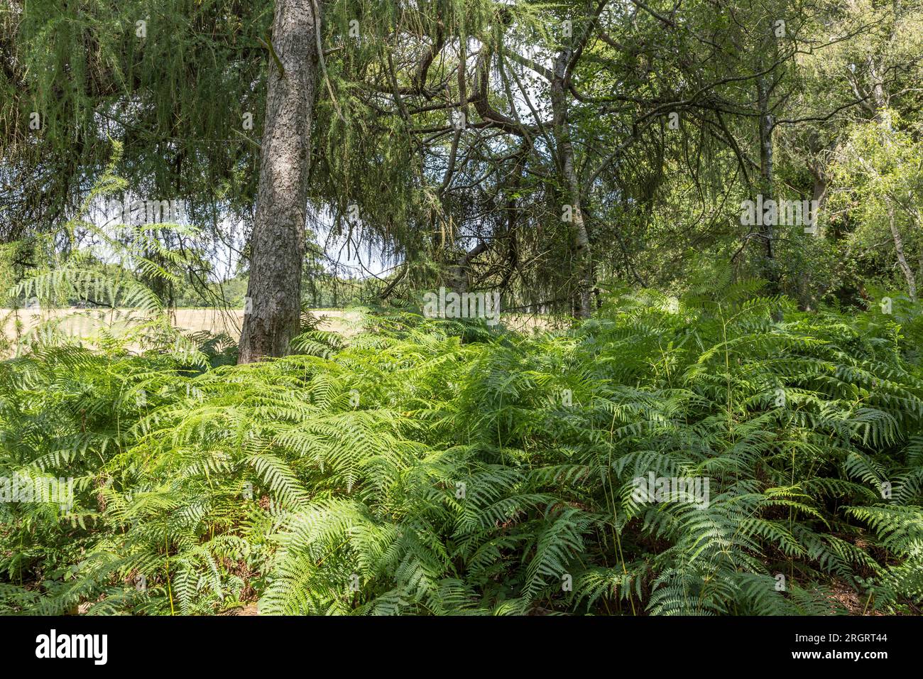 Bracken & European larch, RSPB Arne Nature Reserve, Arne, Dorset, UK ...
