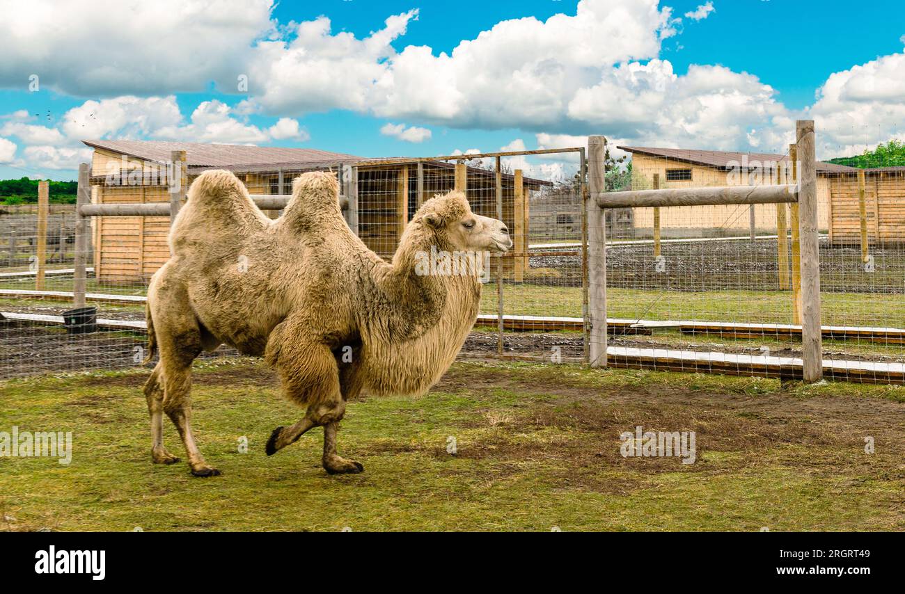 The camel stands in the barnyard Stock Photo - Alamy