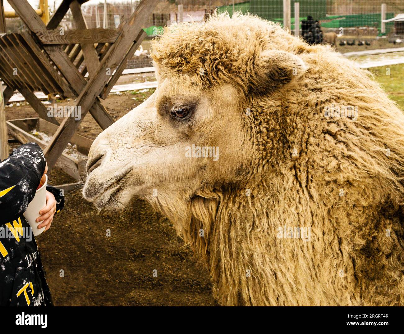 Camel waits the food and stands in the barnyard Stock Photo - Alamy