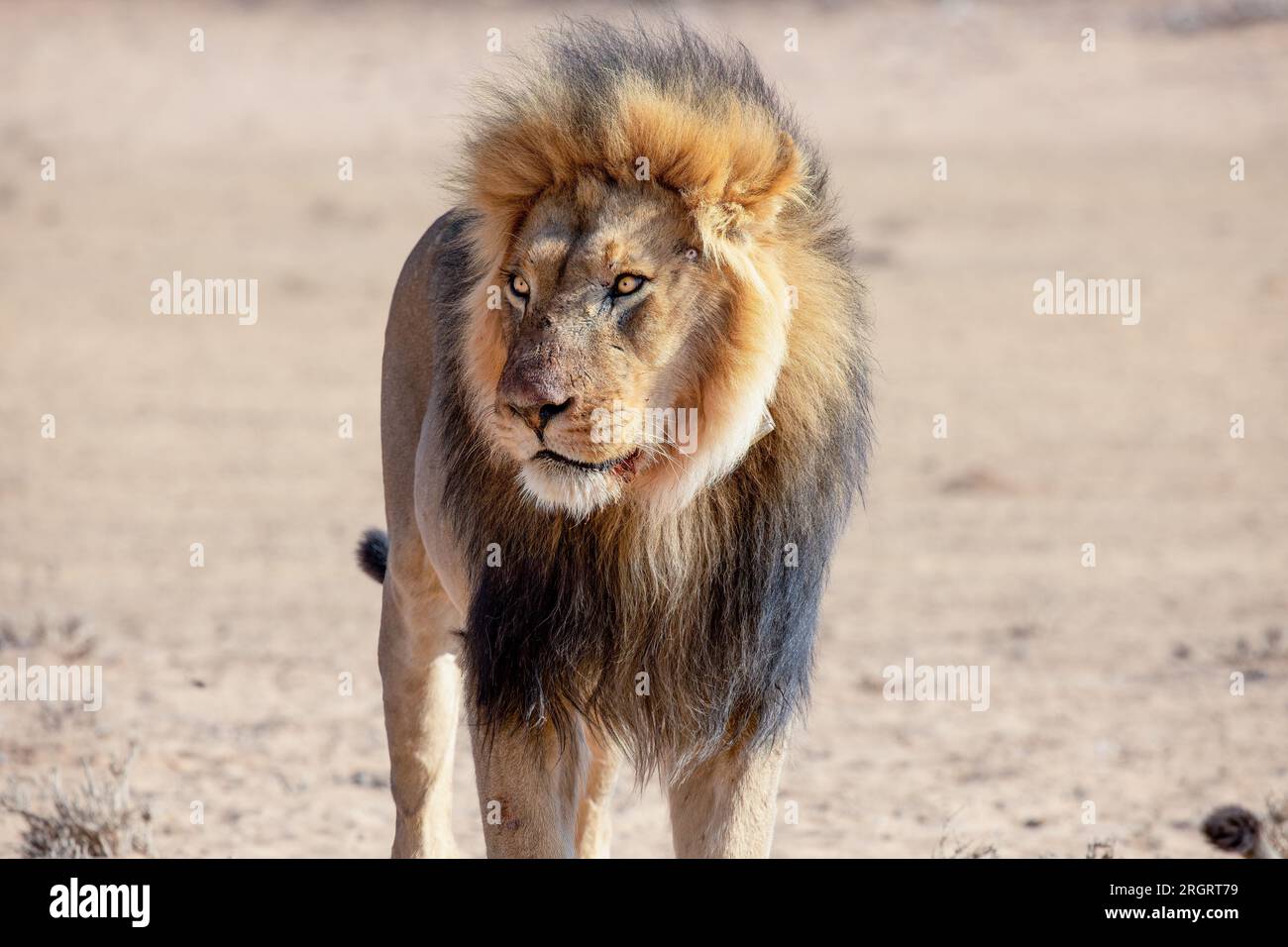 lions in the kgalagadi transfrontier park, south africa Stock Photo - Alamy