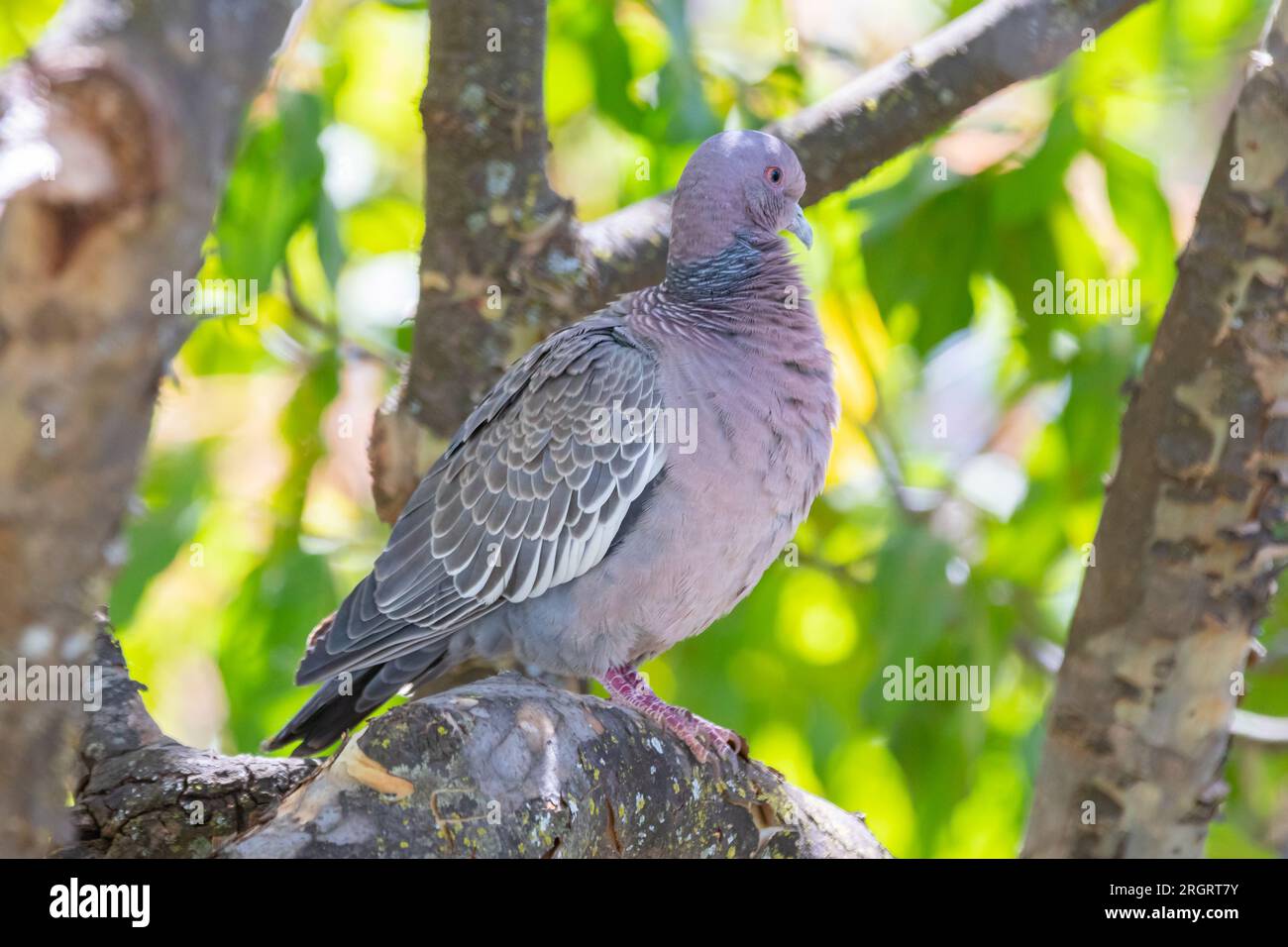 Pomba dove hi-res stock photography and images - Alamy