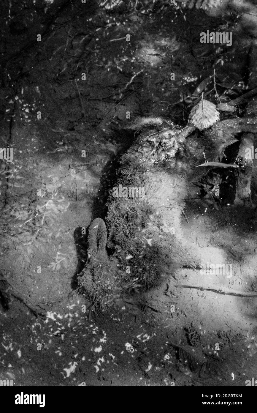 Death rabbit hi-res stock photography and images - Alamy