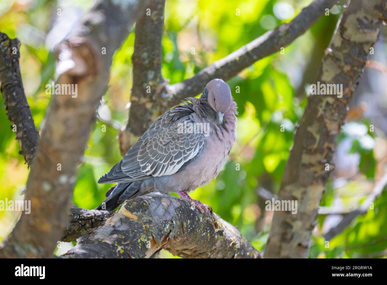 Pomba dove hi-res stock photography and images - Alamy