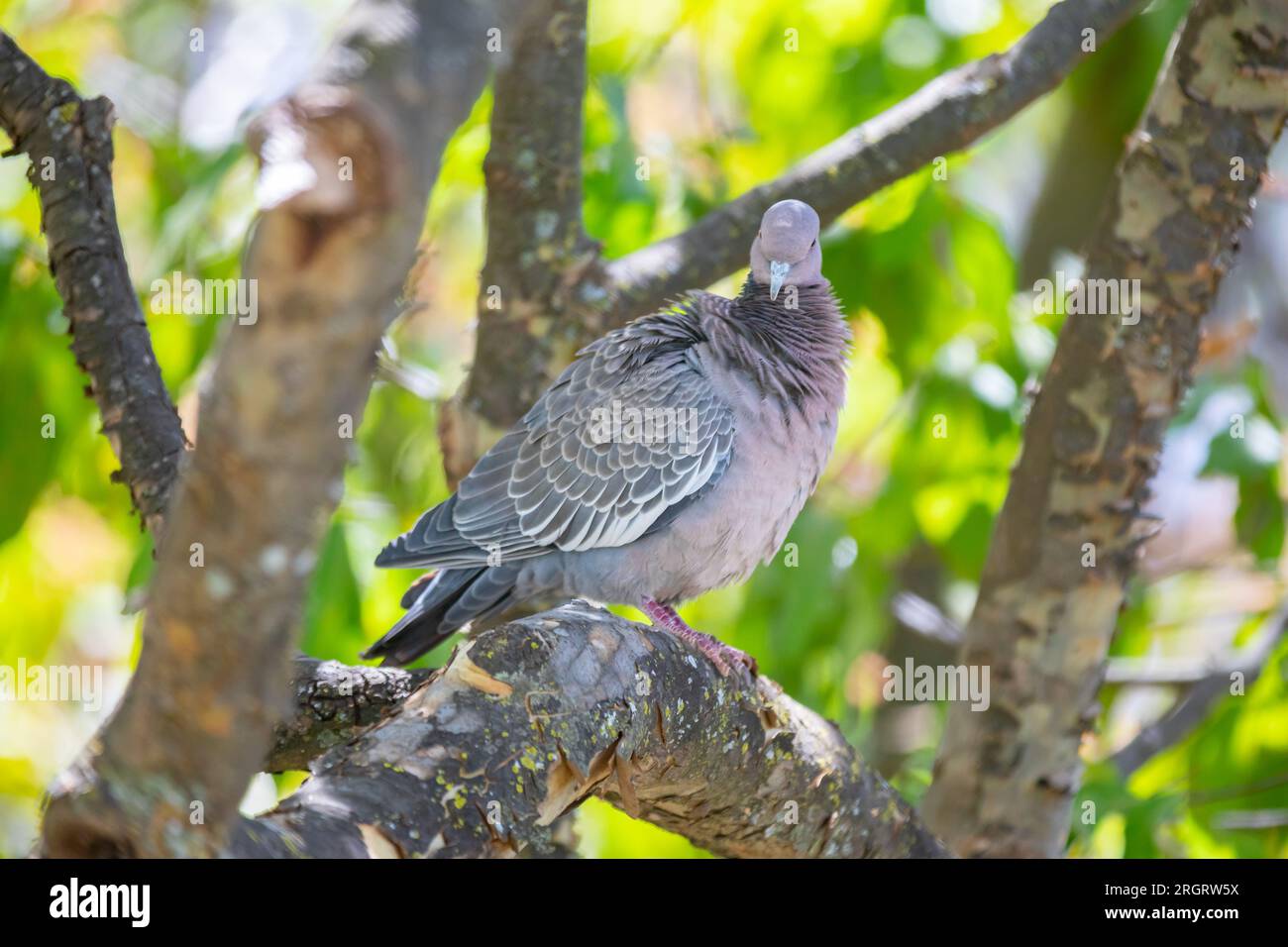Pomba dove hi-res stock photography and images - Alamy