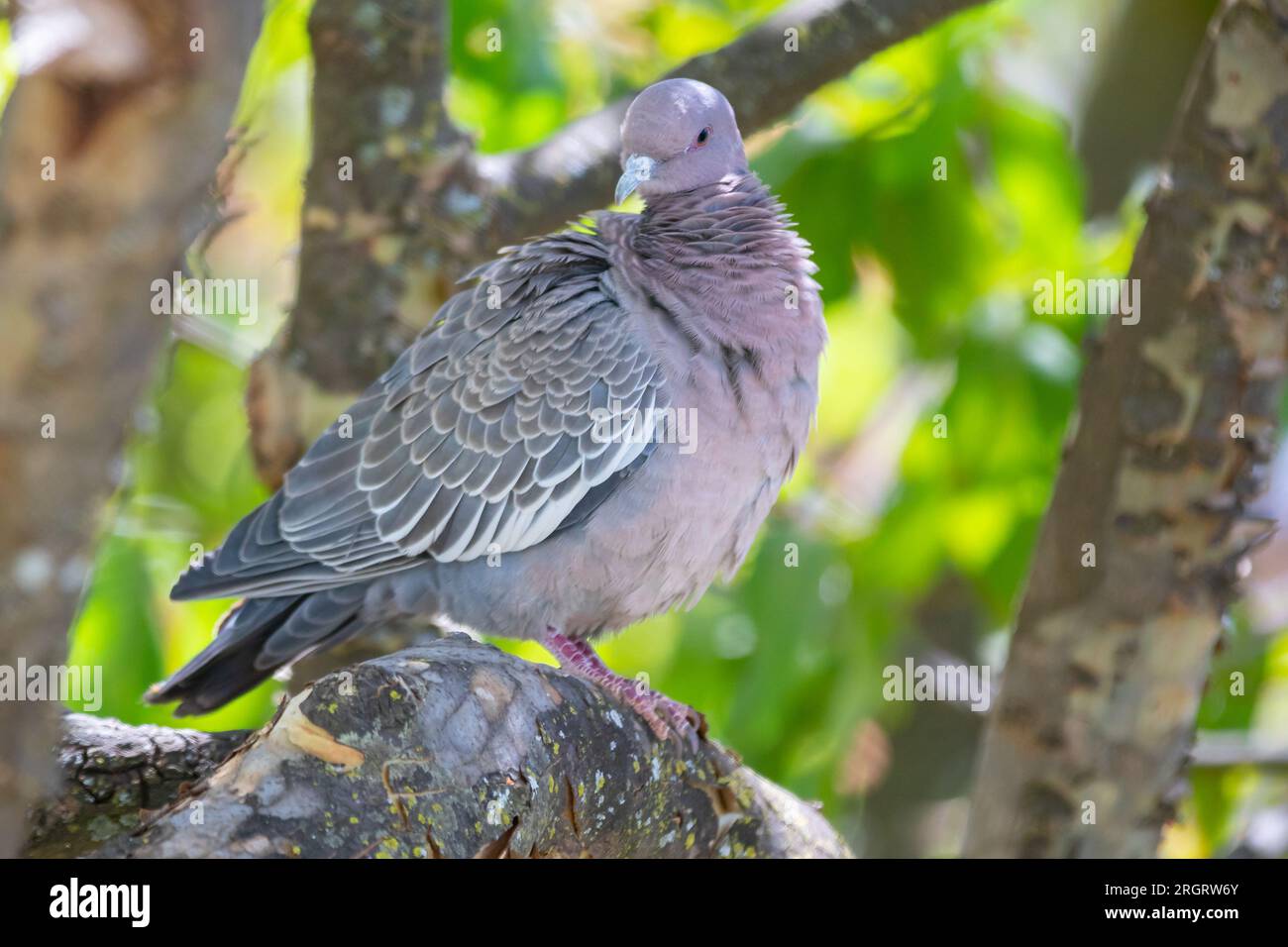 Pomba dove hi-res stock photography and images - Alamy