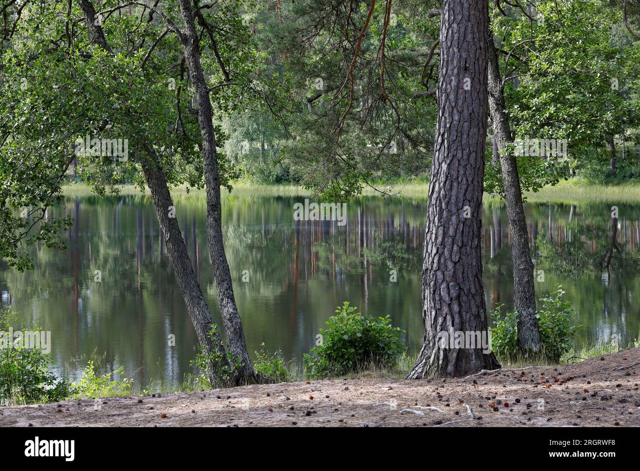 A beautiful small pond with trees and bushes reflecting on it's ...
